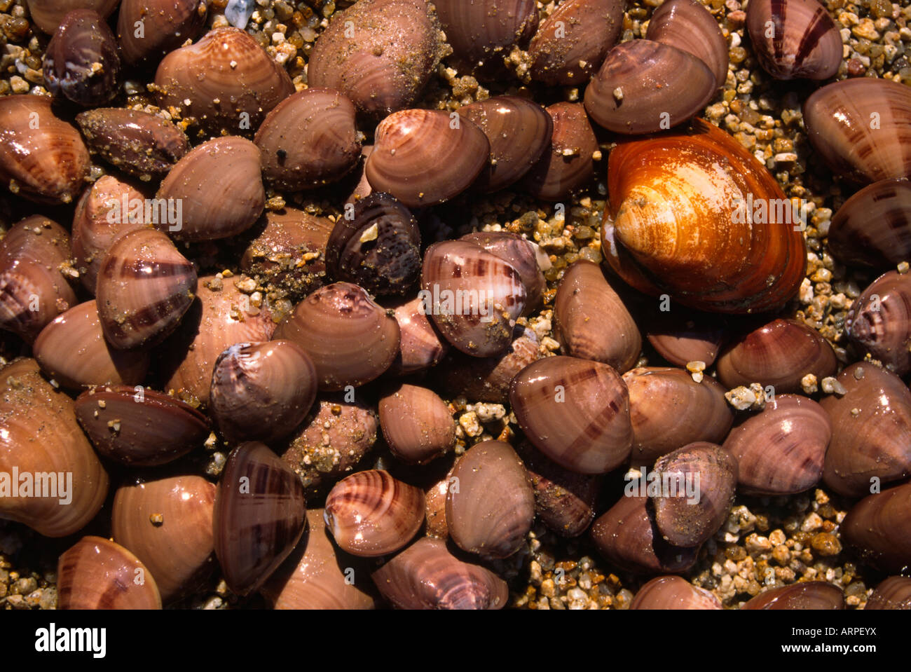 Natural Sea Shells at the Beach Stock Photo - Alamy