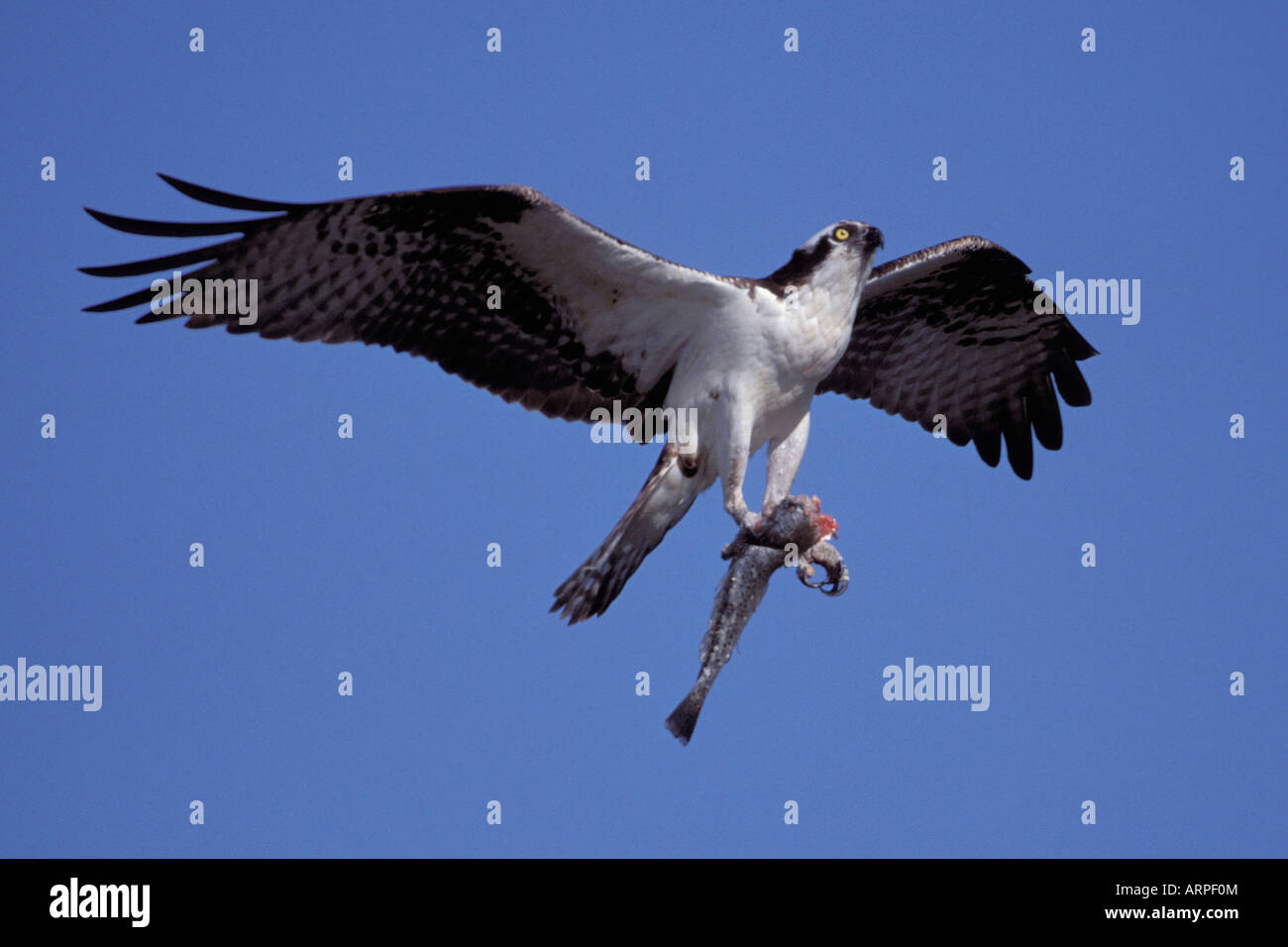 Osprey Flying With Fish In Claws Finland Europe Stock Photo - Alamy