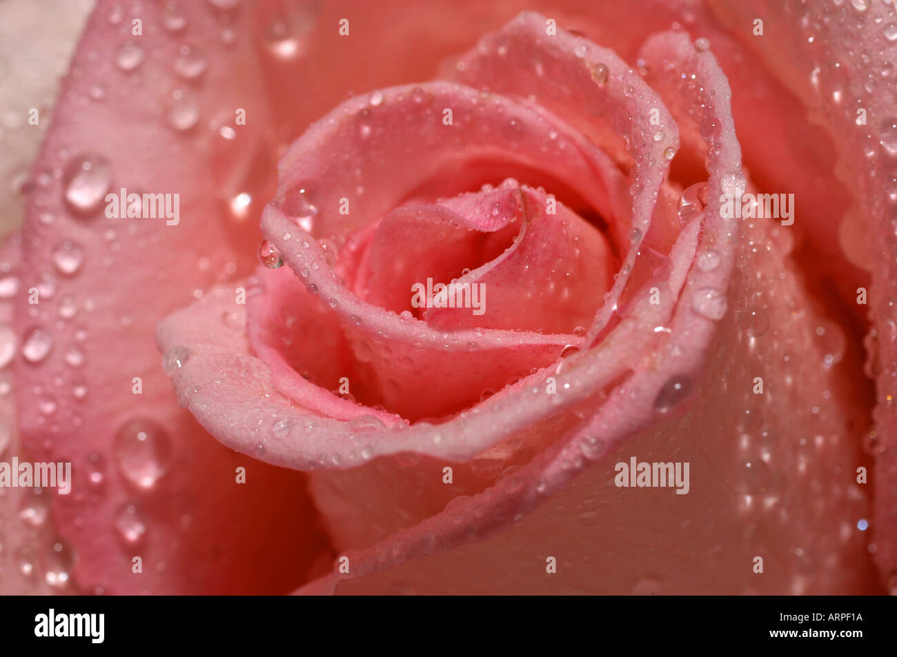 Raindrops on roses hi-res stock photography and images - Alamy