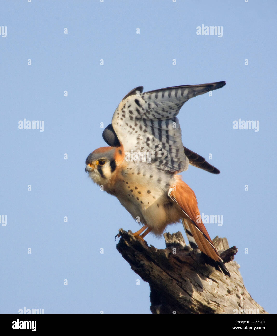 American Kestrel male Stock Photo - Alamy