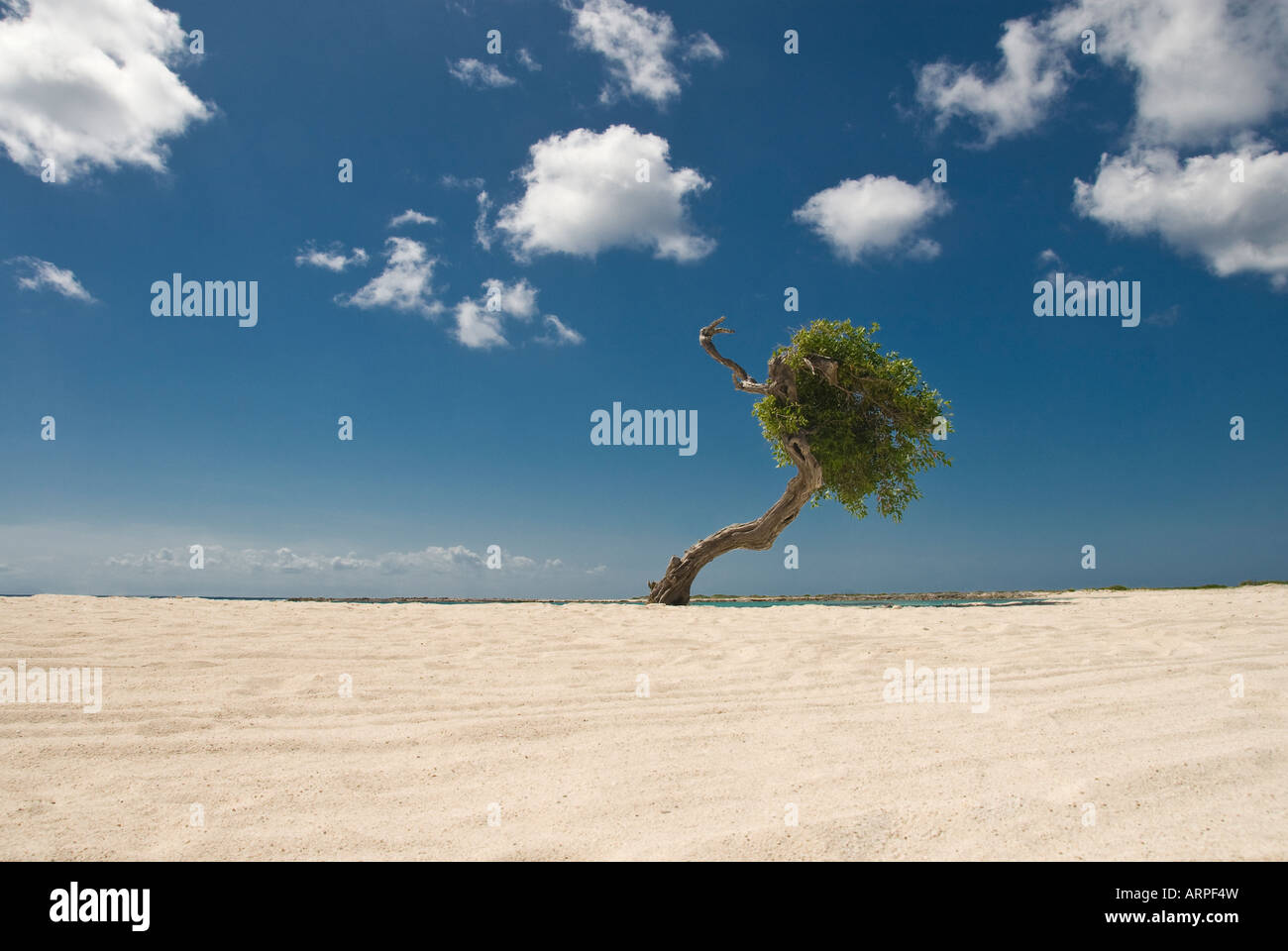 Divi-divi Tree in Aruba Stock Photo - Alamy