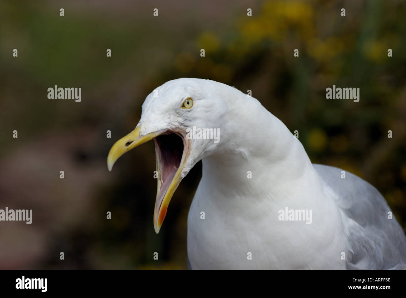 Portrait Of One Seagull Shouting At Another One Stock Photo - Alamy