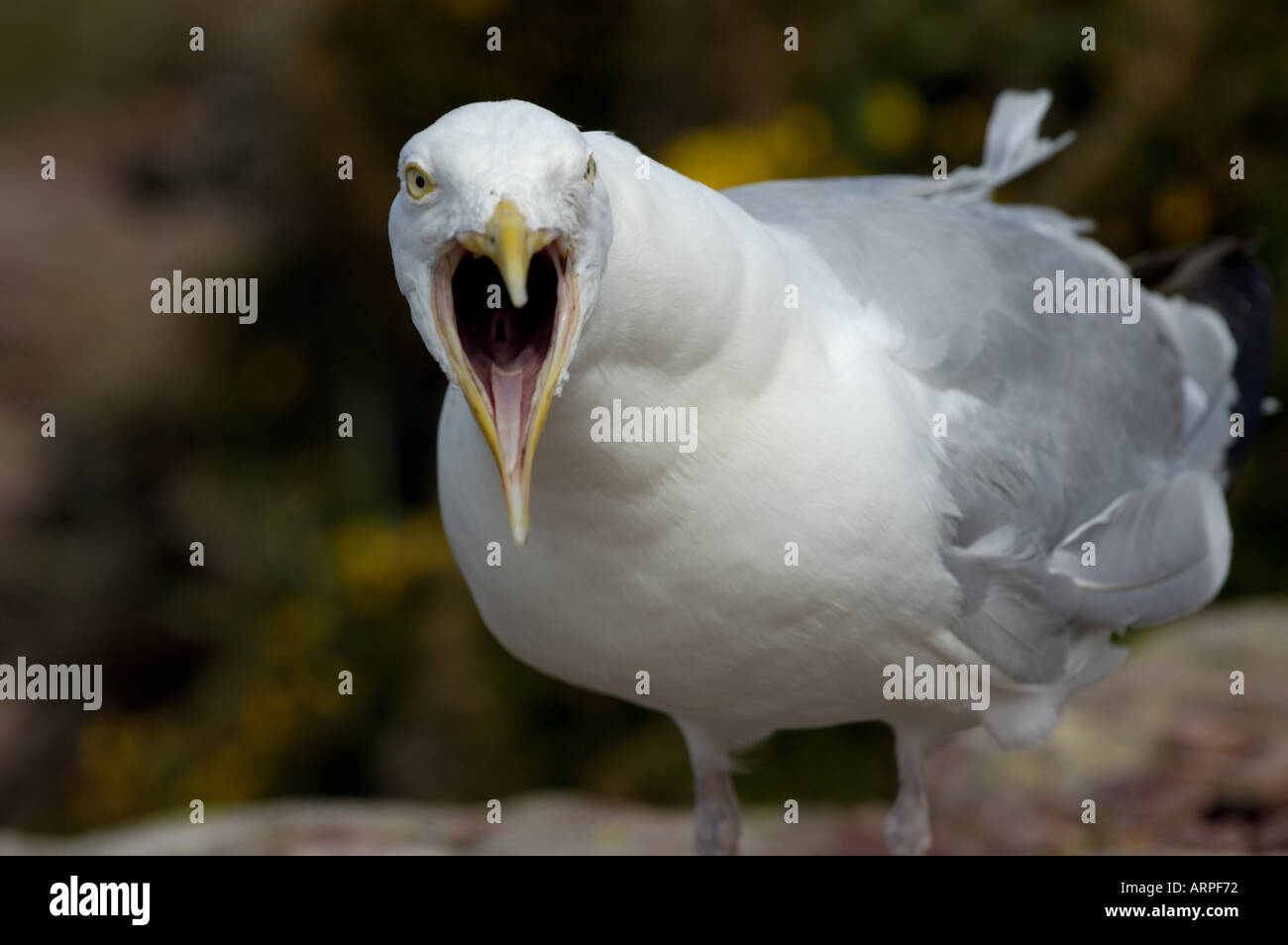 Portrait Of One Seagull Shouting Stock Photo - Alamy