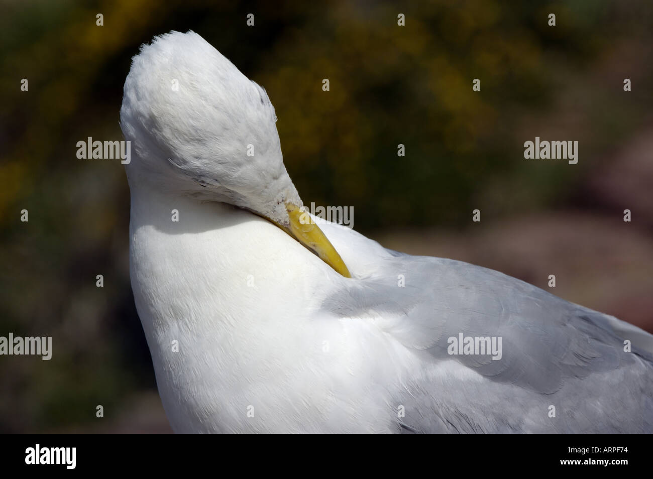 Smoothing feathers hi-res stock photography and images - Alamy