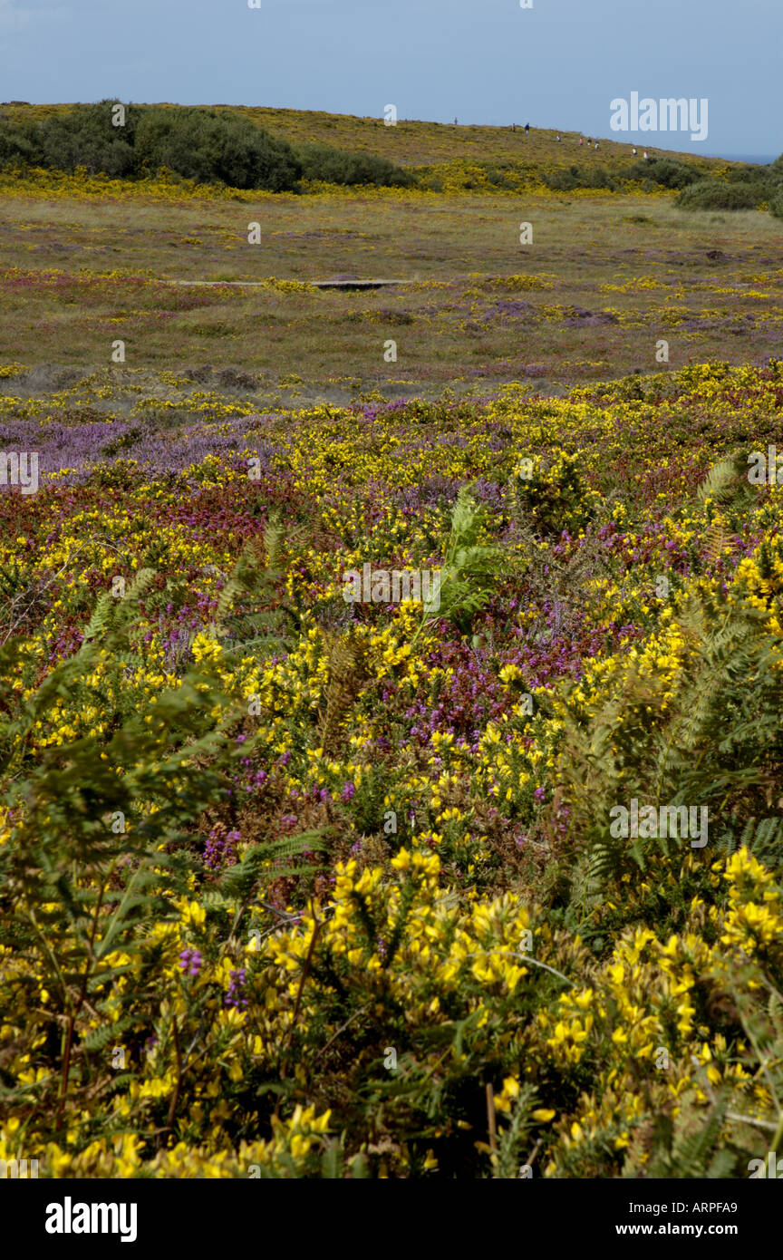 Lavender moor hi-res stock photography and images - Alamy