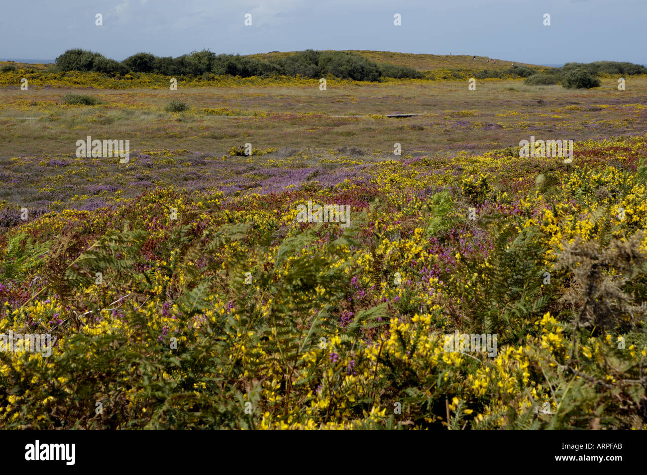 Lavender moor hi-res stock photography and images - Alamy