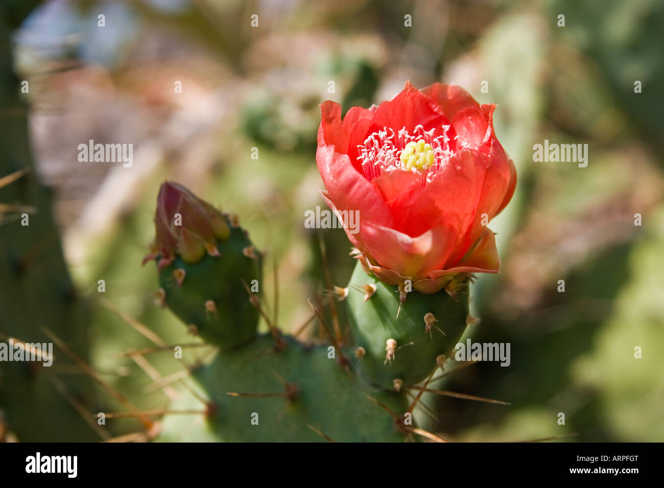 Prickly pear cactus flower Stock Photo - Alamy