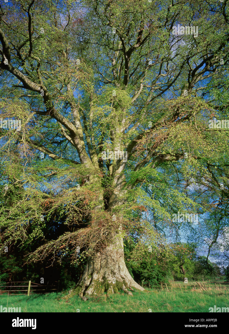 Magnificent example of a beech tree (Fagus sylvatica) in Midlothian in ...