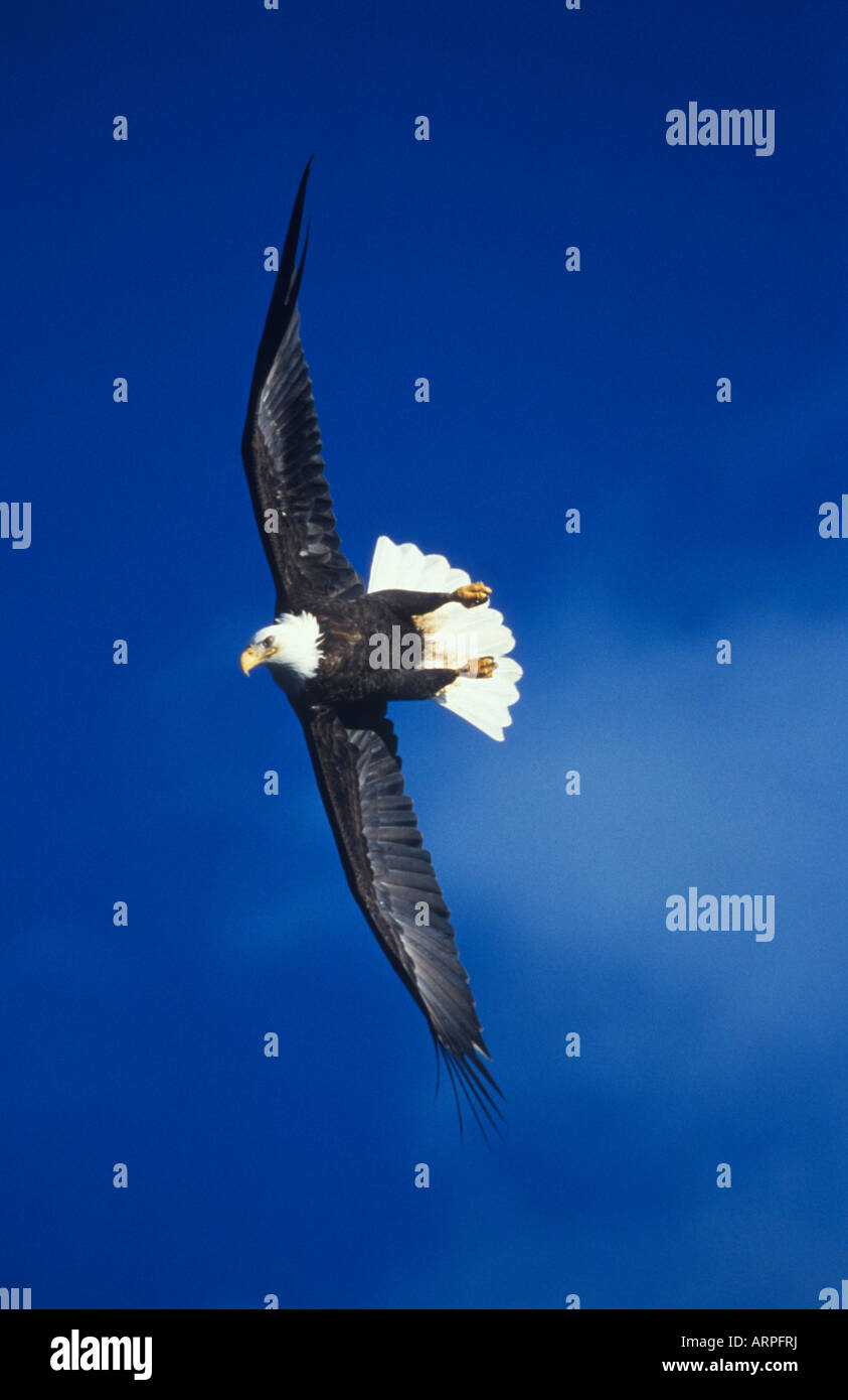Bald Eagle Flying Through Sky Stock Photo - Alamy