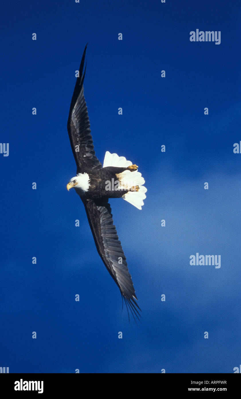 Bald Eagle Flying With Wings Outstretched In Flight Through Sky Stock ...