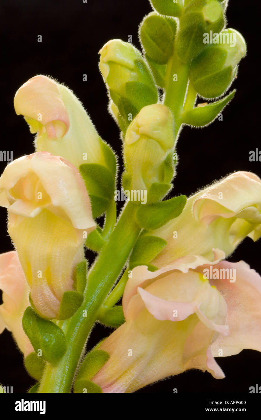 Snapdragon stem hi-res stock photography and images - Alamy