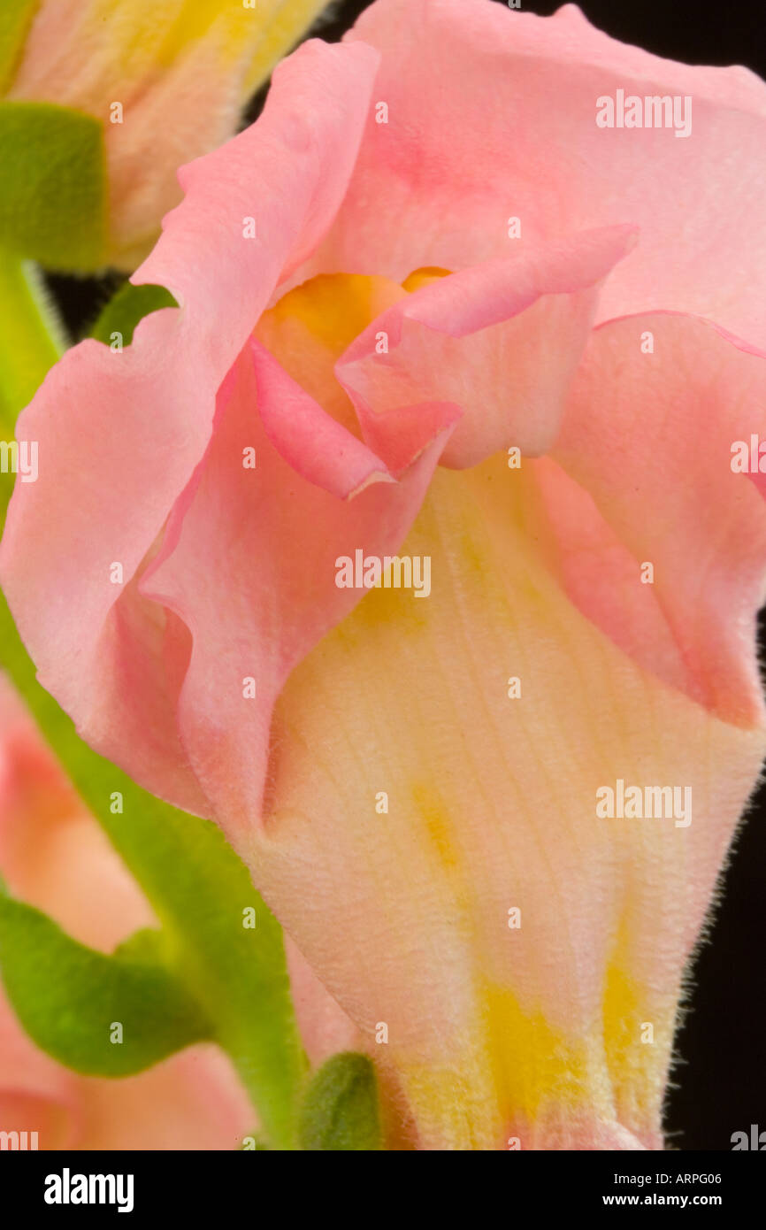 Snapdragon stem hi-res stock photography and images - Alamy