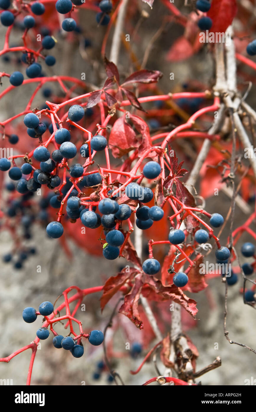 Wild blue grapes on red vines fall Stock Photo - Alamy