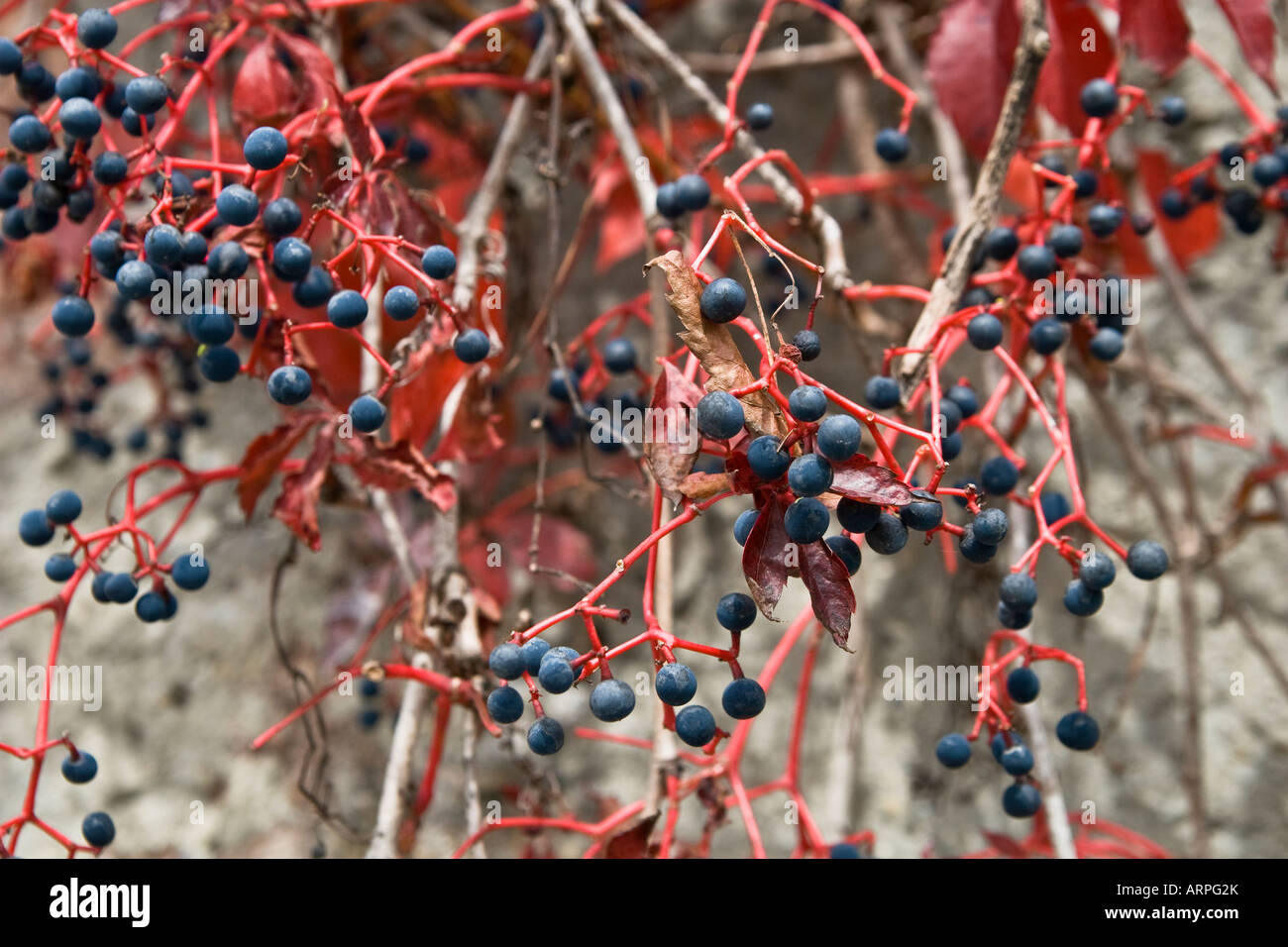Wild blue grapes on red vines fall Stock Photo - Alamy