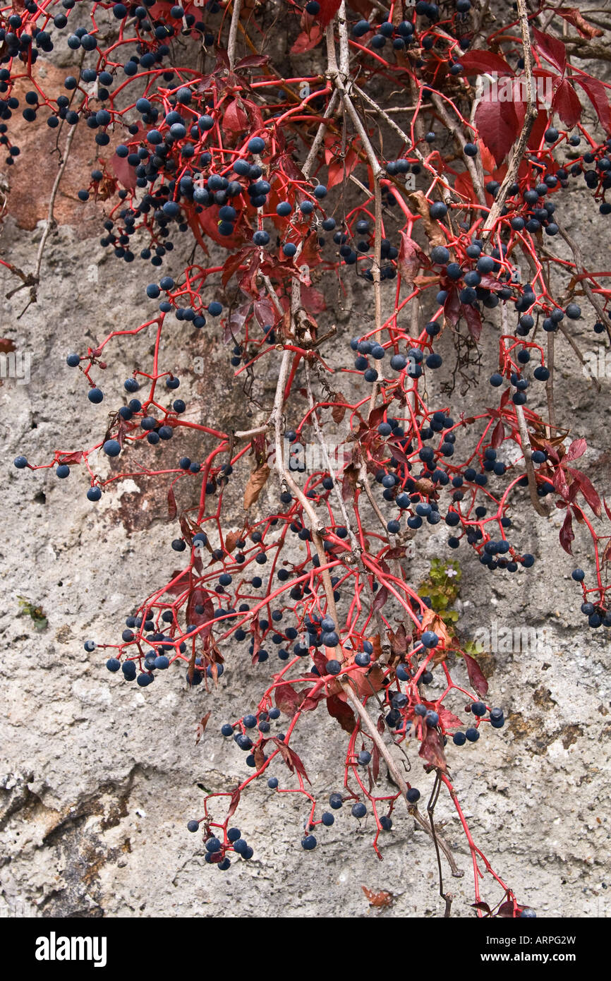 Wild blue grapes on red vines fall Stock Photo - Alamy