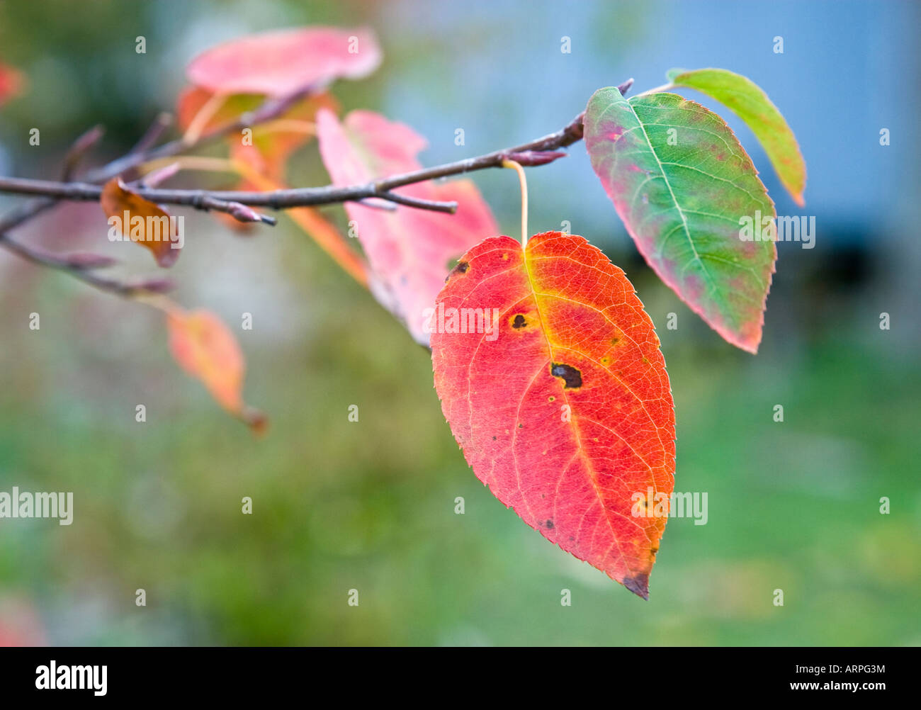 Fall foliage leaf close up Stock Photo - Alamy