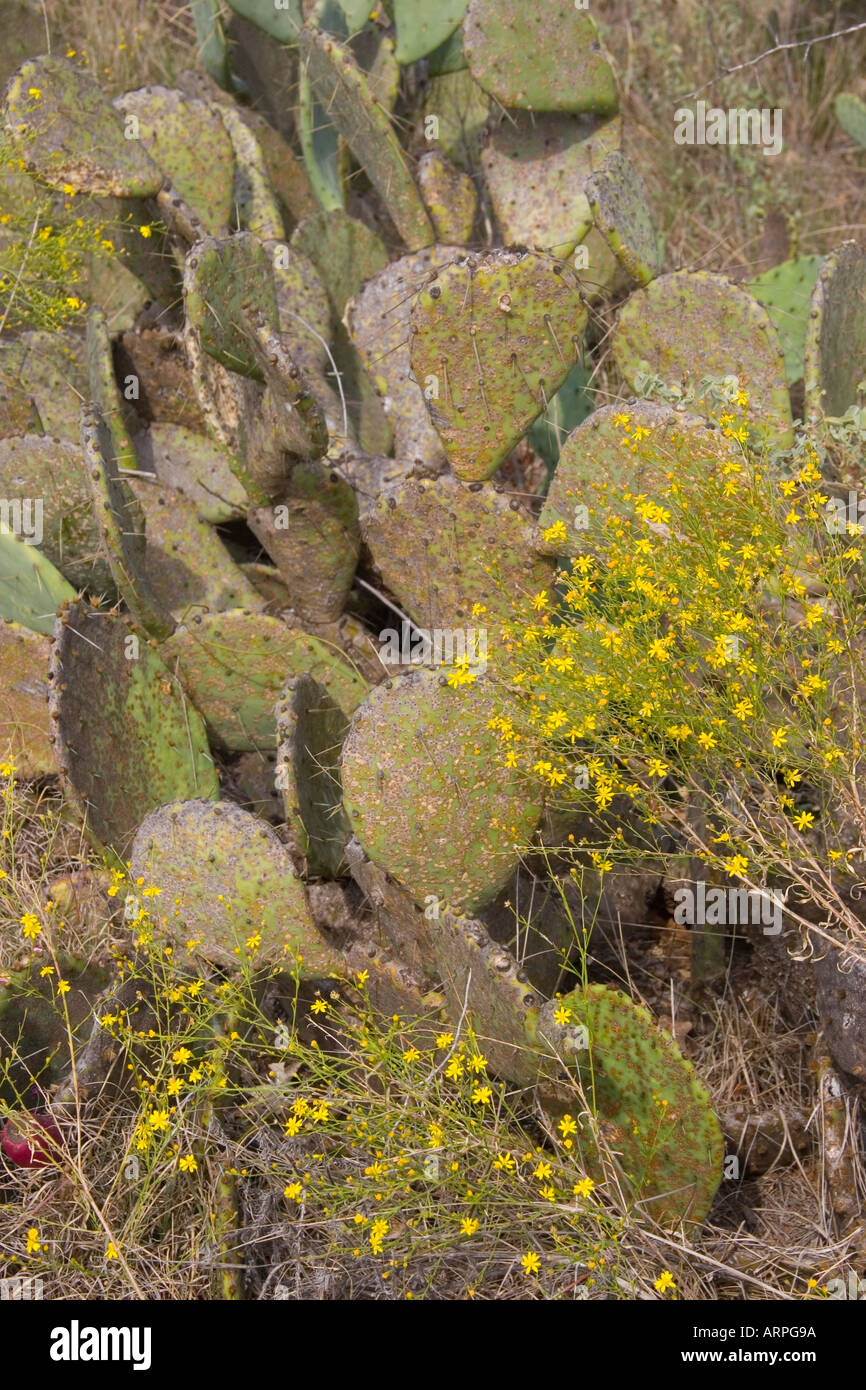 Texas native vegetation hi-res stock photography and images - Alamy