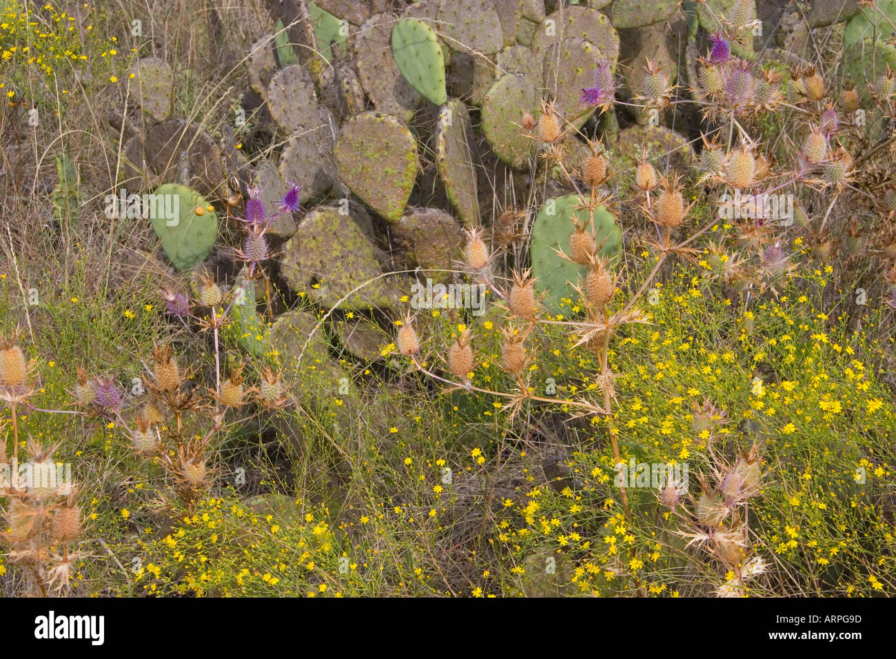 Texas native vegetation hi-res stock photography and images - Alamy