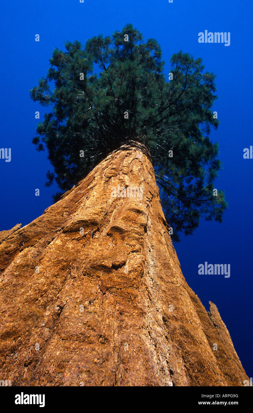 Giant Sequoia Mariposa Grove Yosemite NP California, USA Stock Photo ...