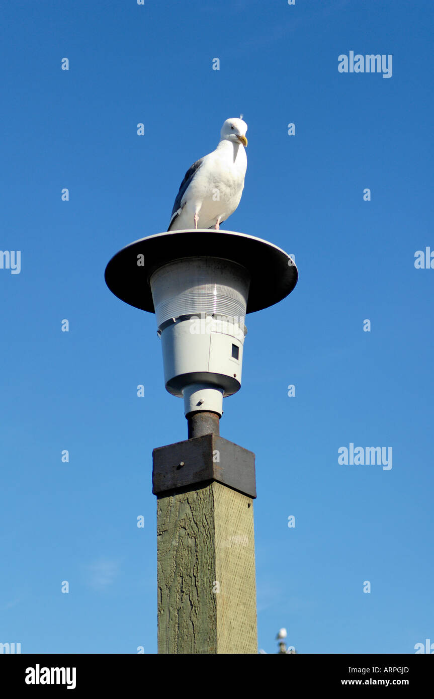 A Seagull Perched Overhead in Fishermans Wharf, San Francisco Stock ...