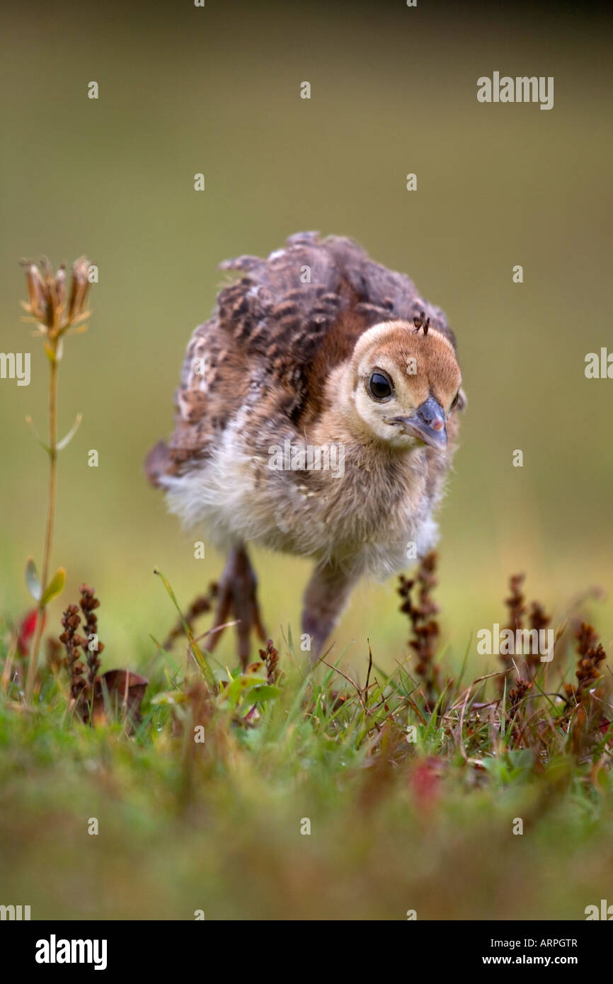 Peacock chick hi-res stock photography and images - Alamy