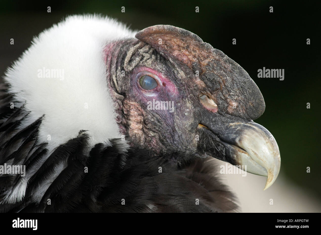 Juvenile Andean Condor Vultur gryphus with the nictitating membrane ...