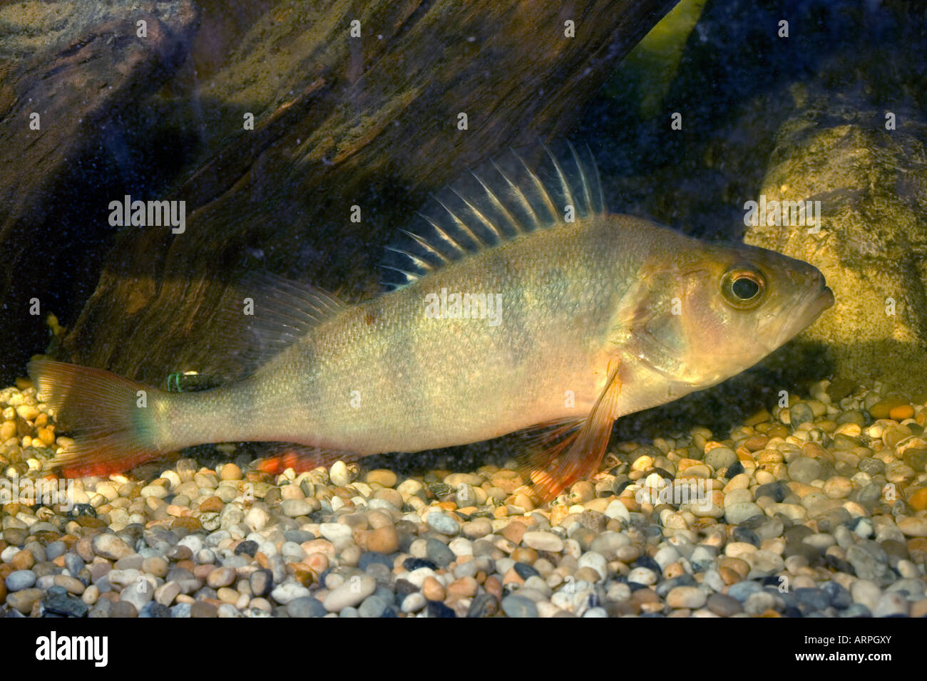 perch Perca fluviatilis captive animal Stock Photo - Alamy