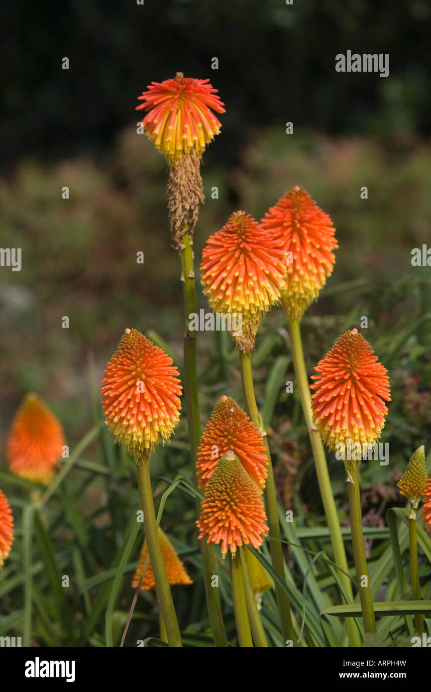 red hot poker Kniphofia sp cornwall Stock Photo - Alamy