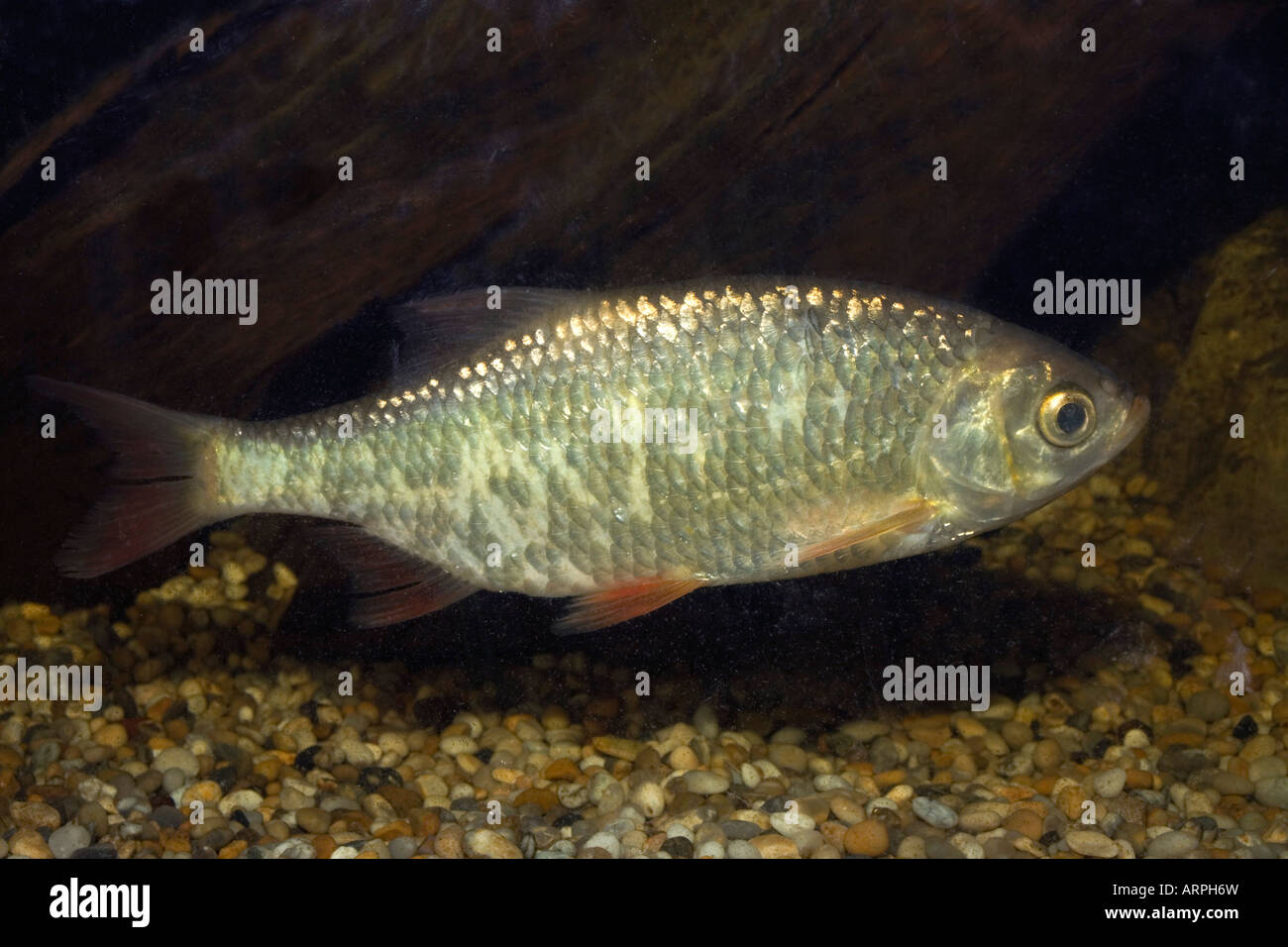 roach Rutilus rutilus captive animal Stock Photo - Alamy