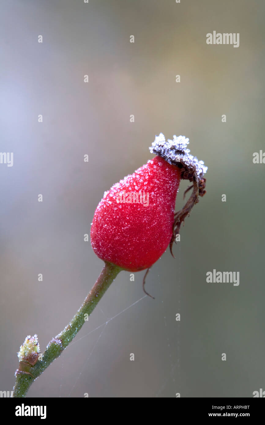 rose hip in frost cornwall Stock Photo - Alamy