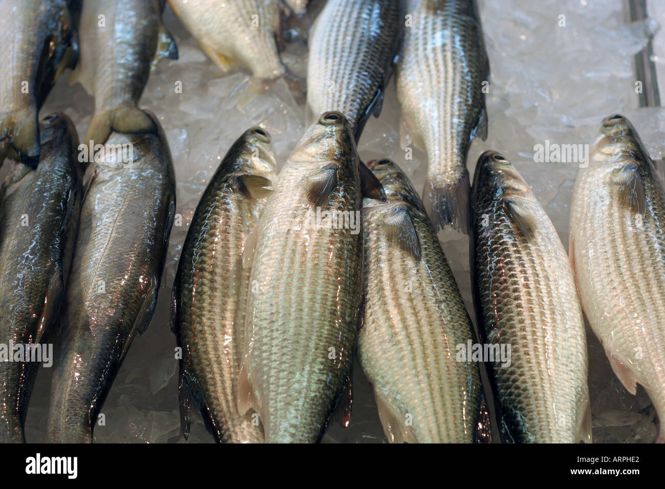 fish on ice Stock Photo - Alamy