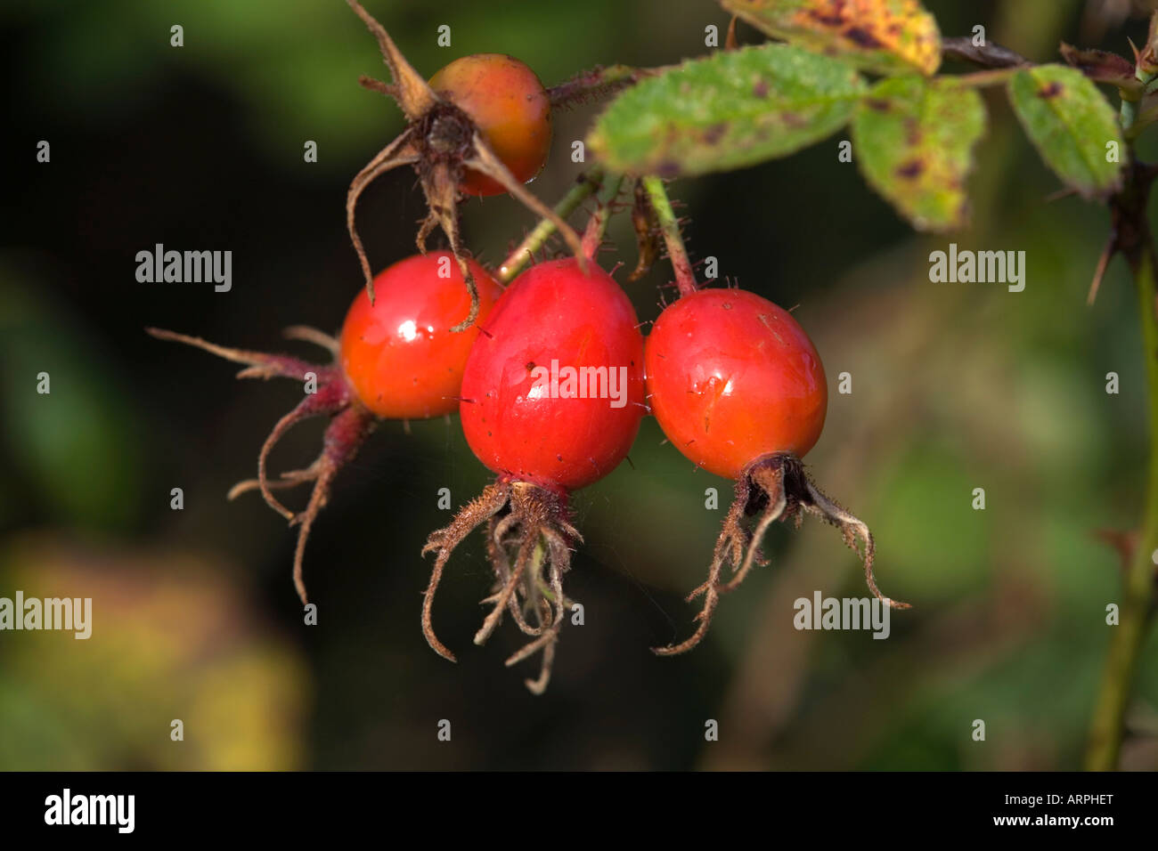 rose hips autumn cornwall Stock Photo - Alamy