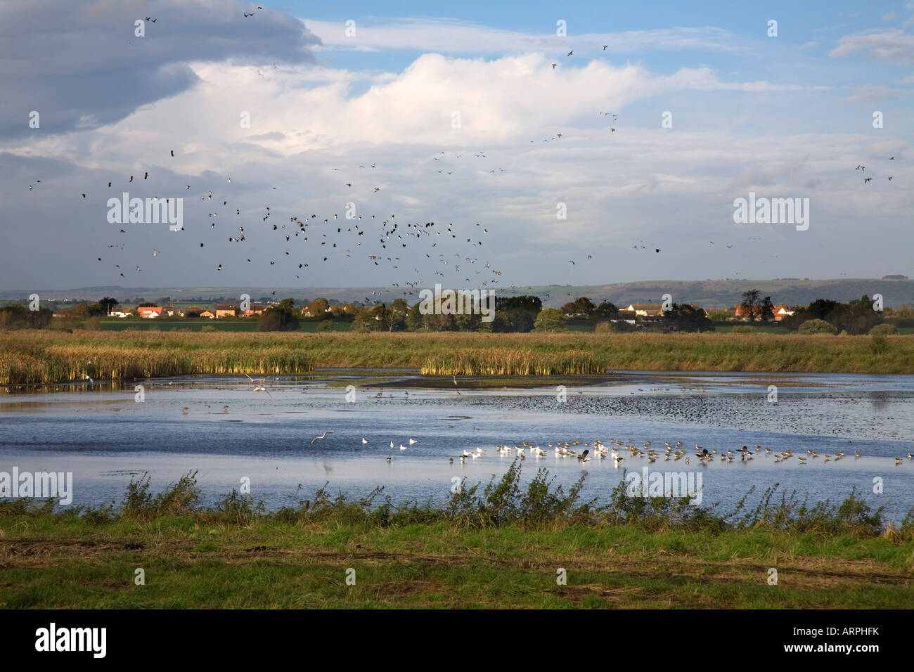 flock of birds over shapwick heath somerset Stock Photo - Alamy
