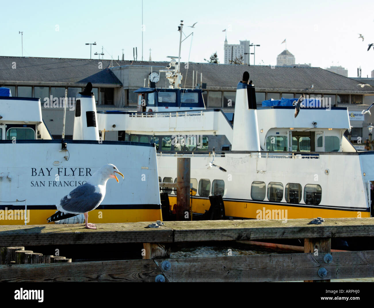 Docked Blue and Gold Fleet Ferries at the Seafront in Fishermans Wharf ...