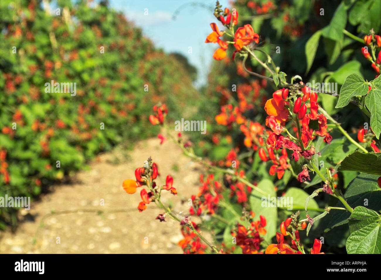 Runner beans pods and flowers hi-res stock photography and images - Alamy