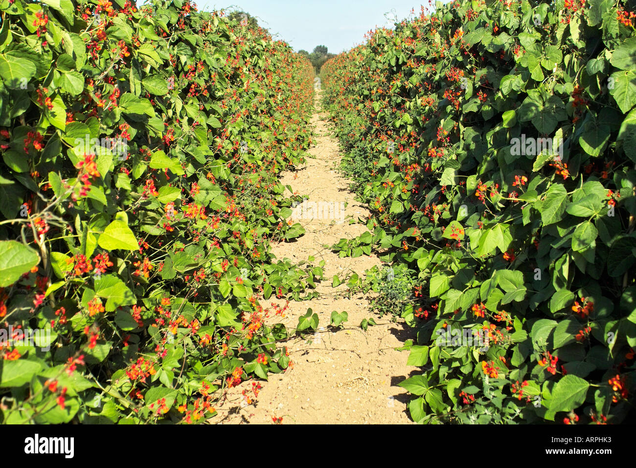 Commercial crop of Runner Beans in flower Stock Photo - Alamy