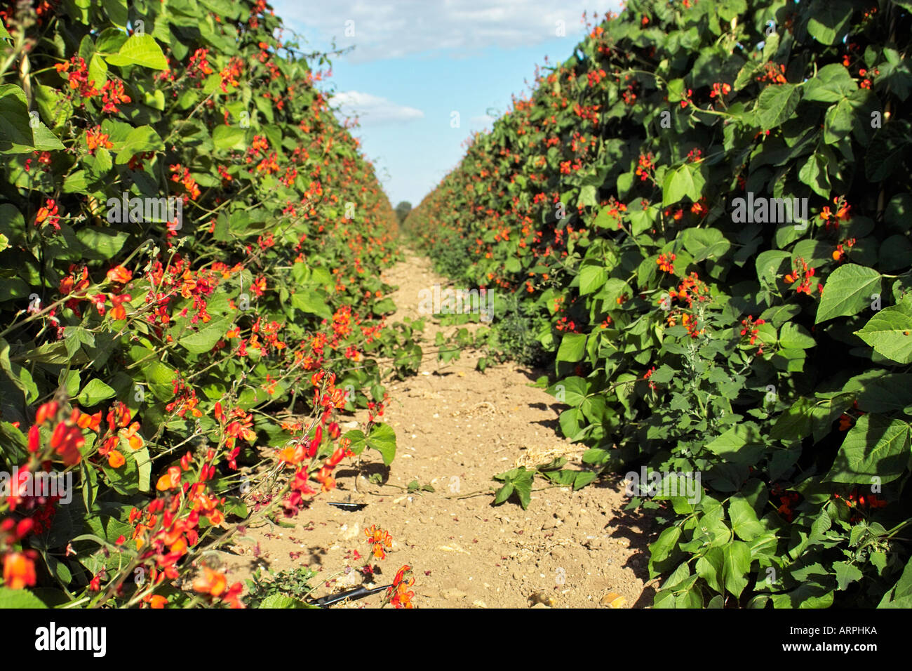 Commercial crop of Runner Beans in flower Stock Photo - Alamy