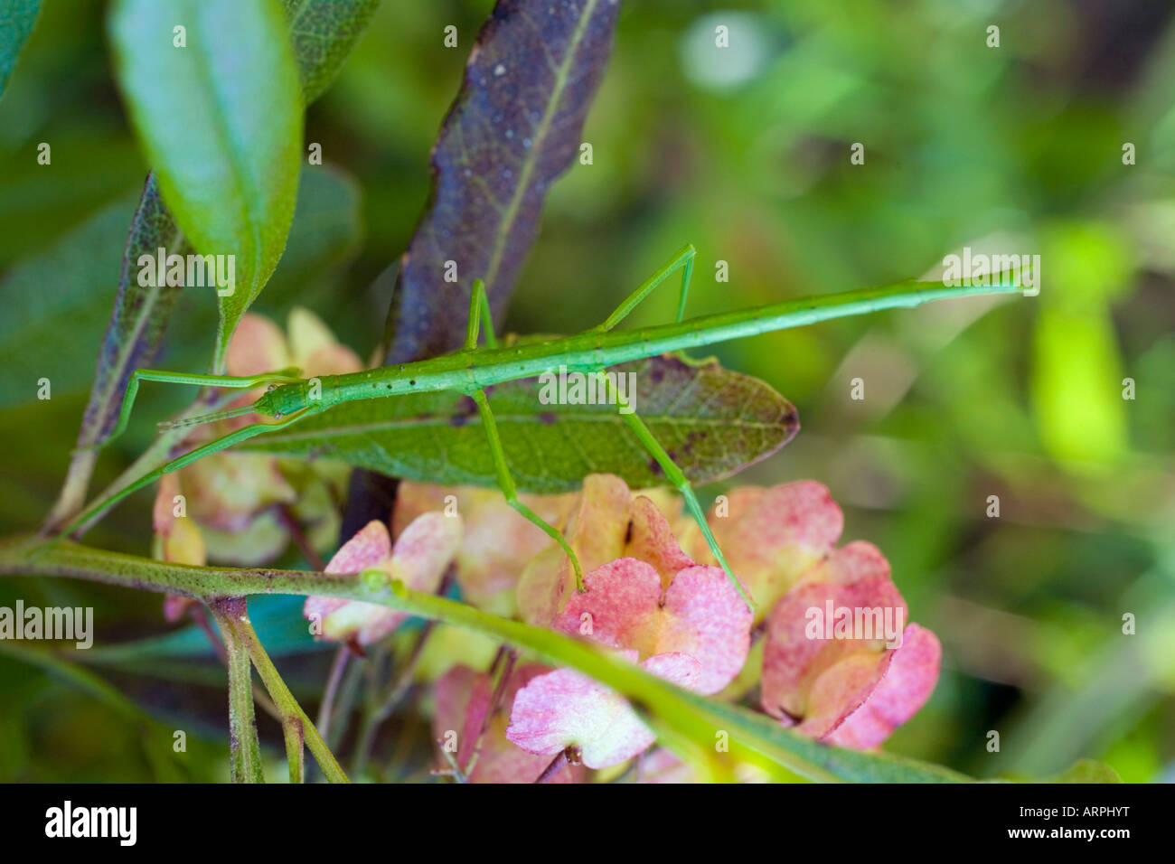 smooth stick insect Clitarchus hookeri Tresco isles of scilly Stock ...