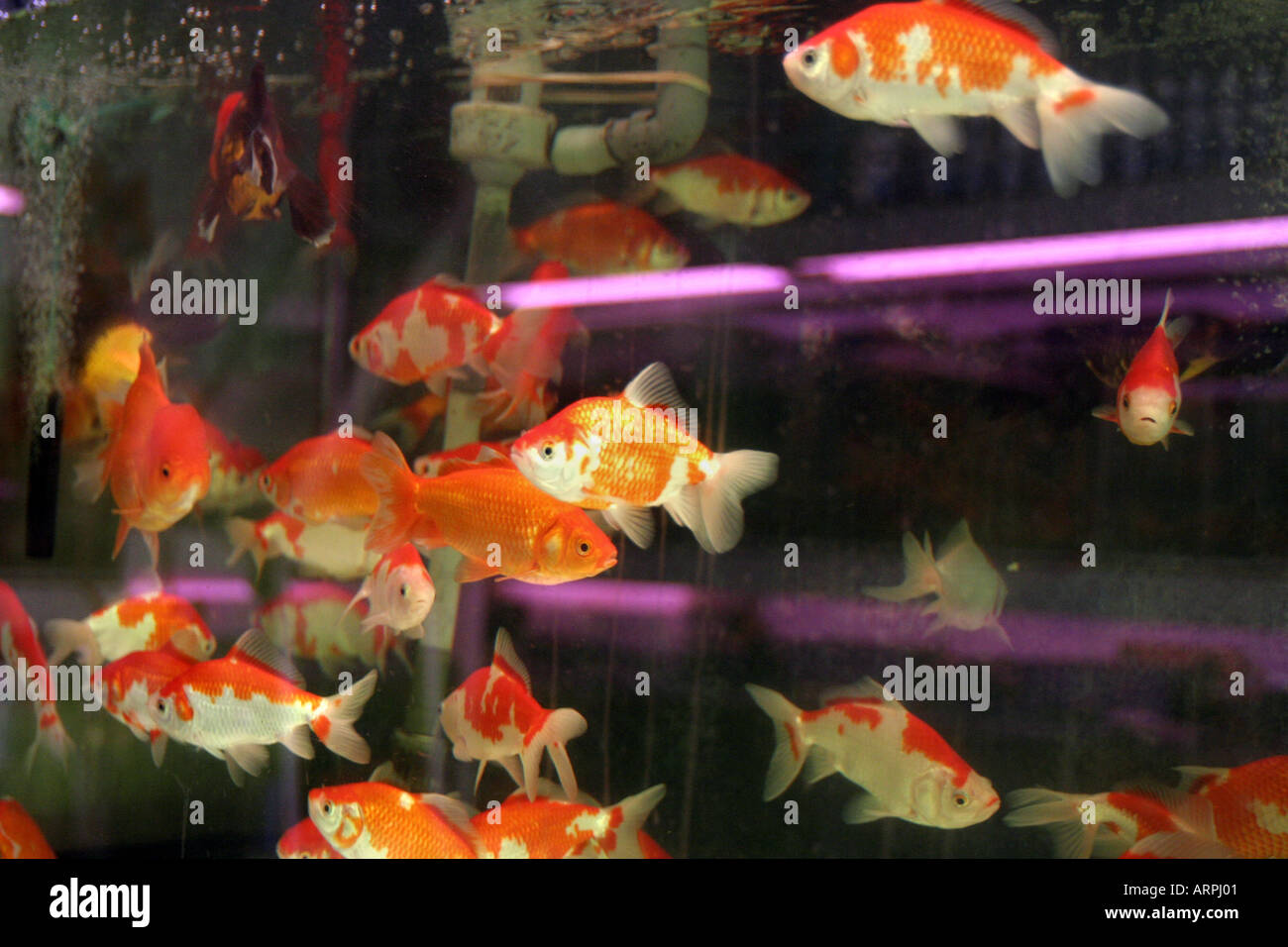 Gold china animal hi-res stock photography and images - Alamy