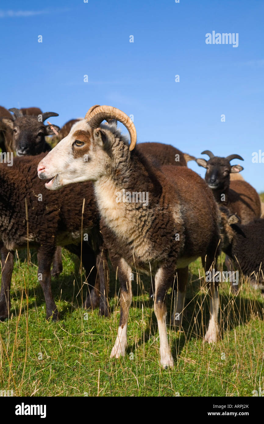 soay sheep flock cornwall Stock Photo - Alamy
