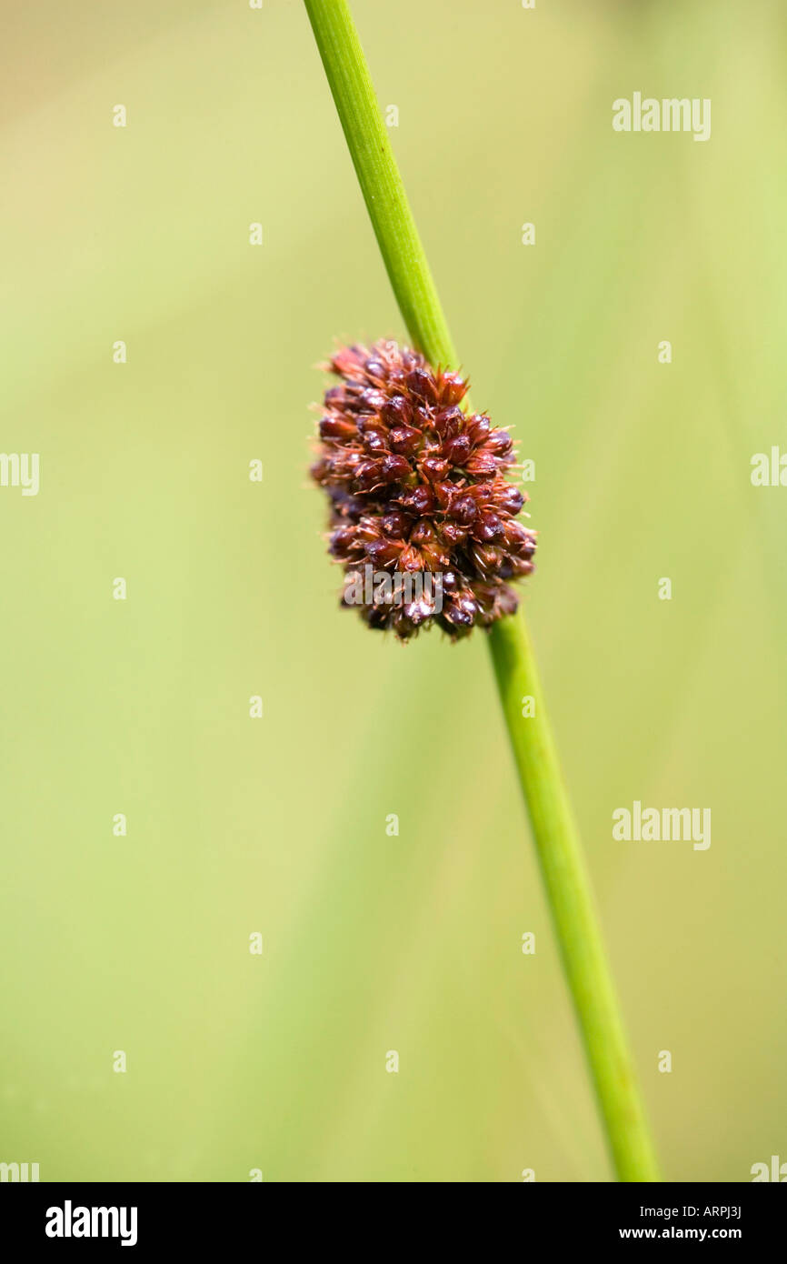 Soft rush stalk hi-res stock photography and images - Alamy