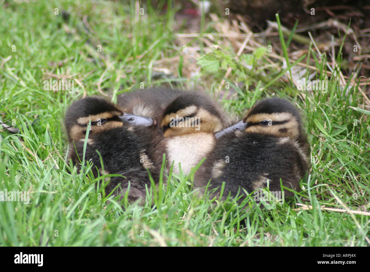 A shot of 3 ducklings Stock Photo - Alamy