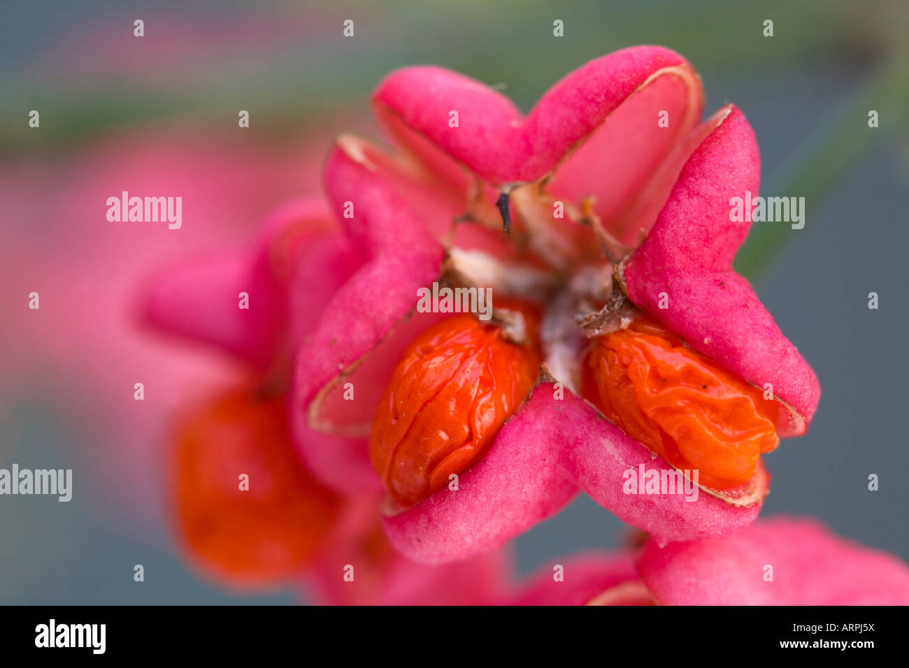 Spindle tree grow High Resolution Stock Photography and Images - Alamy