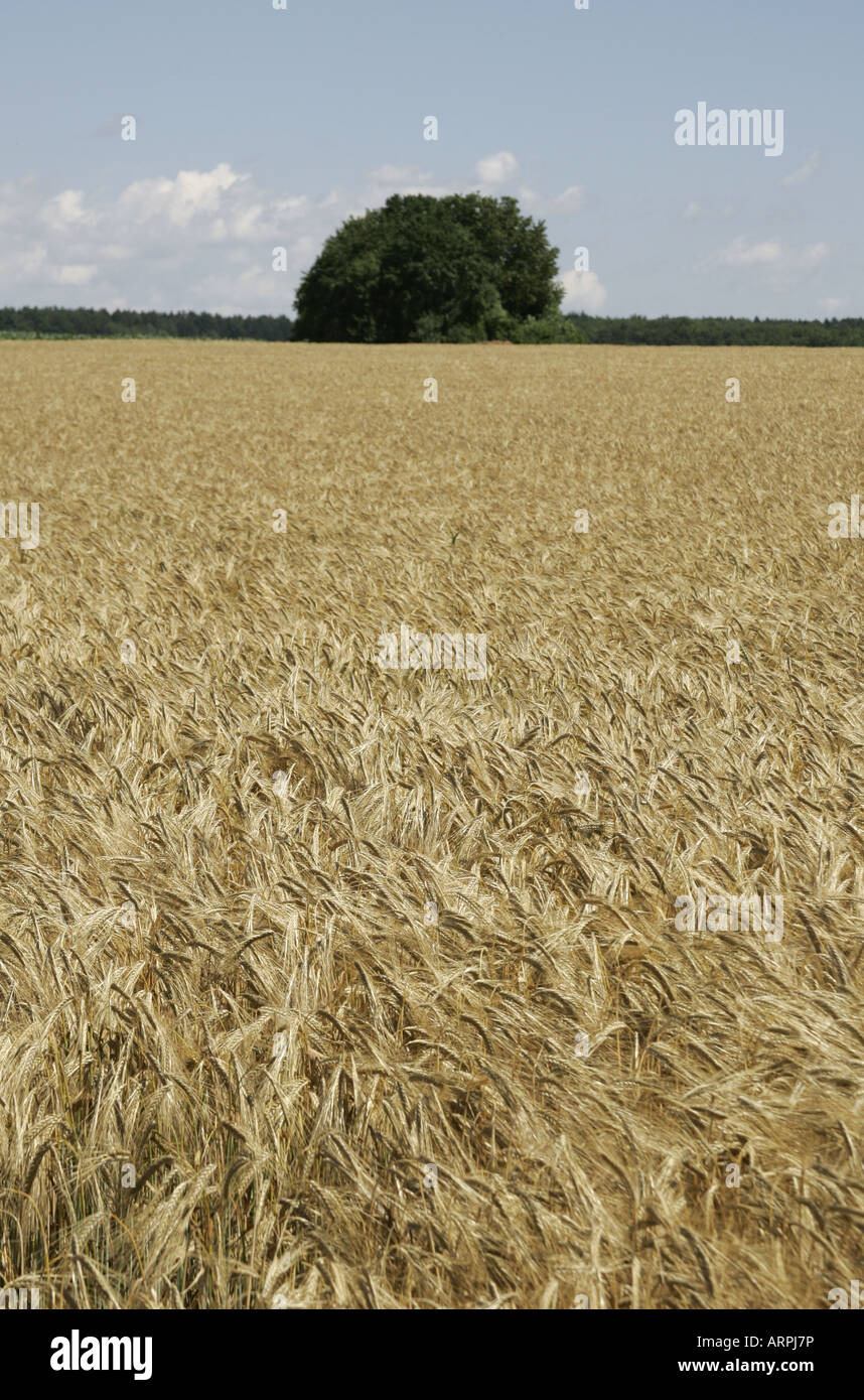 Field of grain crop just before harvesting Stock Photo - Alamy