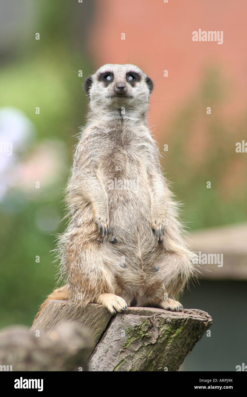 Meer cat hi-res stock photography and images - Alamy