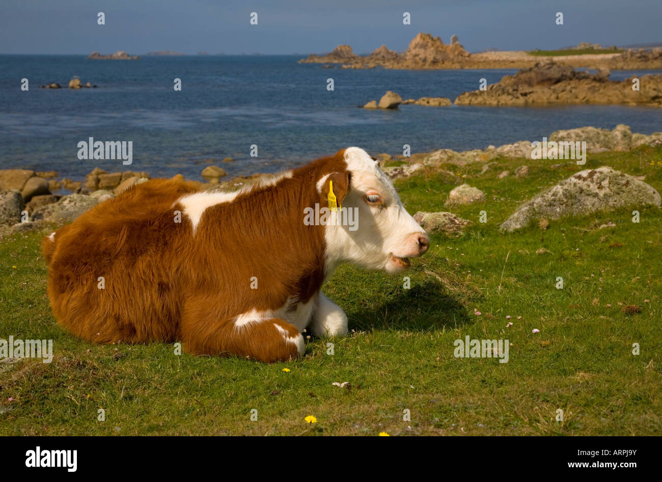 cow st agnes isles of scilly Stock Photo - Alamy
