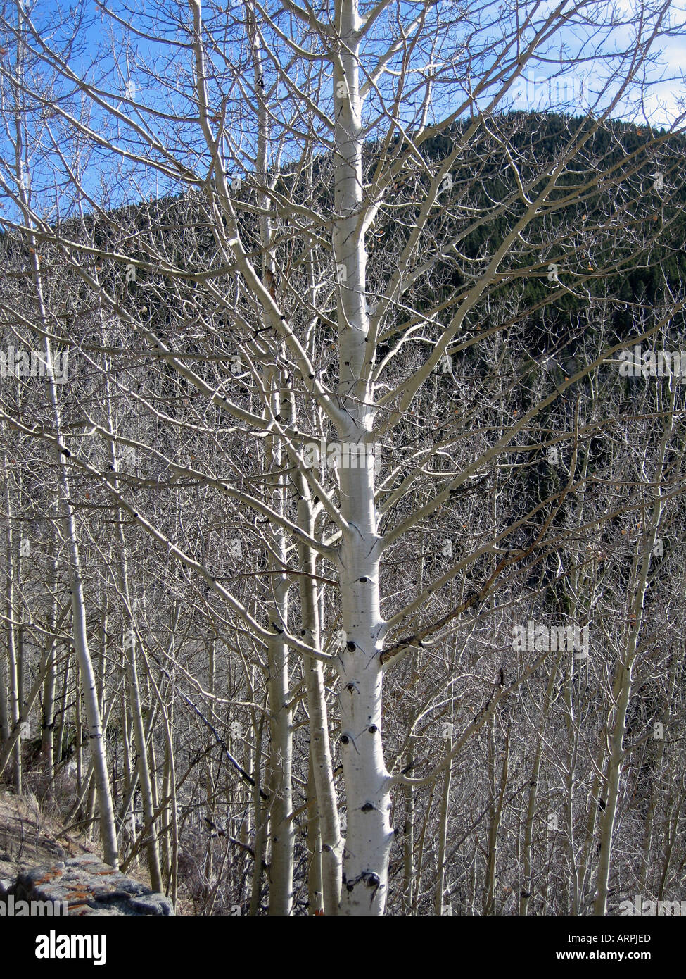 Aspin hi-res stock photography and images - Alamy