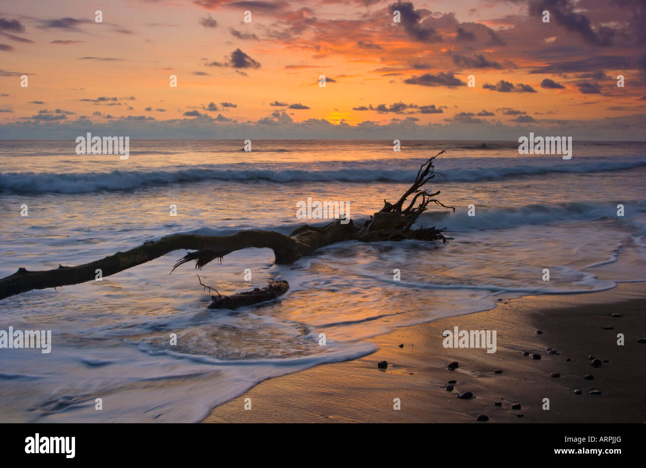 Vibrant sunset at Dominical Costa Rica with Driftwood floating in surf ...