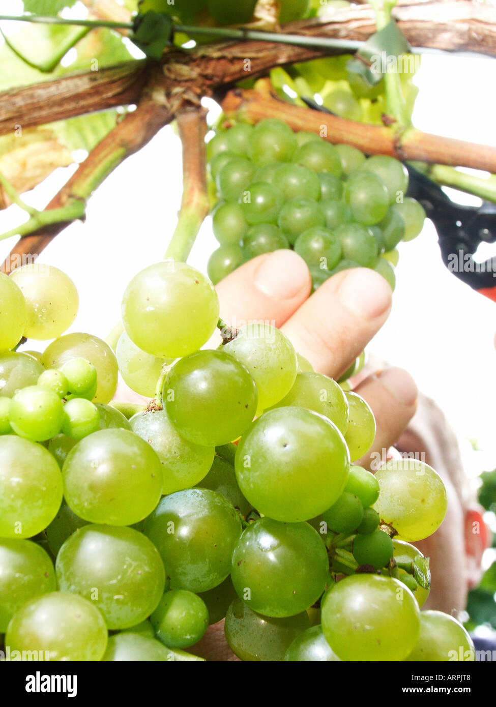 Grapes being picked from the vine Stock Photo - Alamy