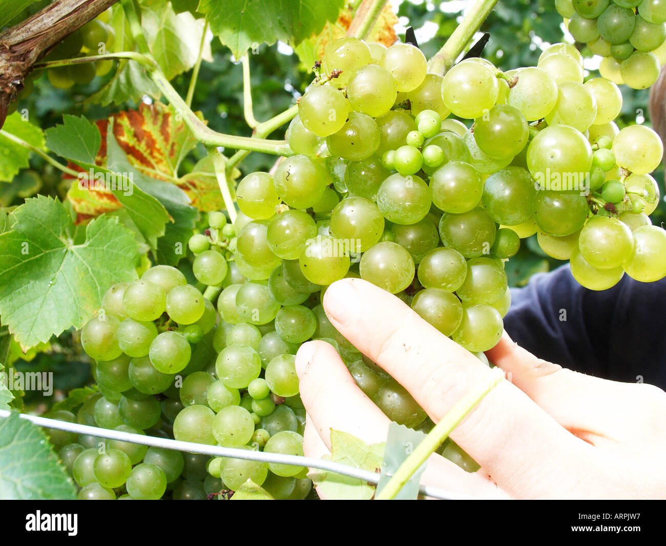 Grapes being picked from the vine Stock Photo - Alamy